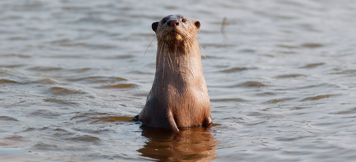 Aquatic acrobats: The playful world of smooth-coated otters in Asia | One Earth